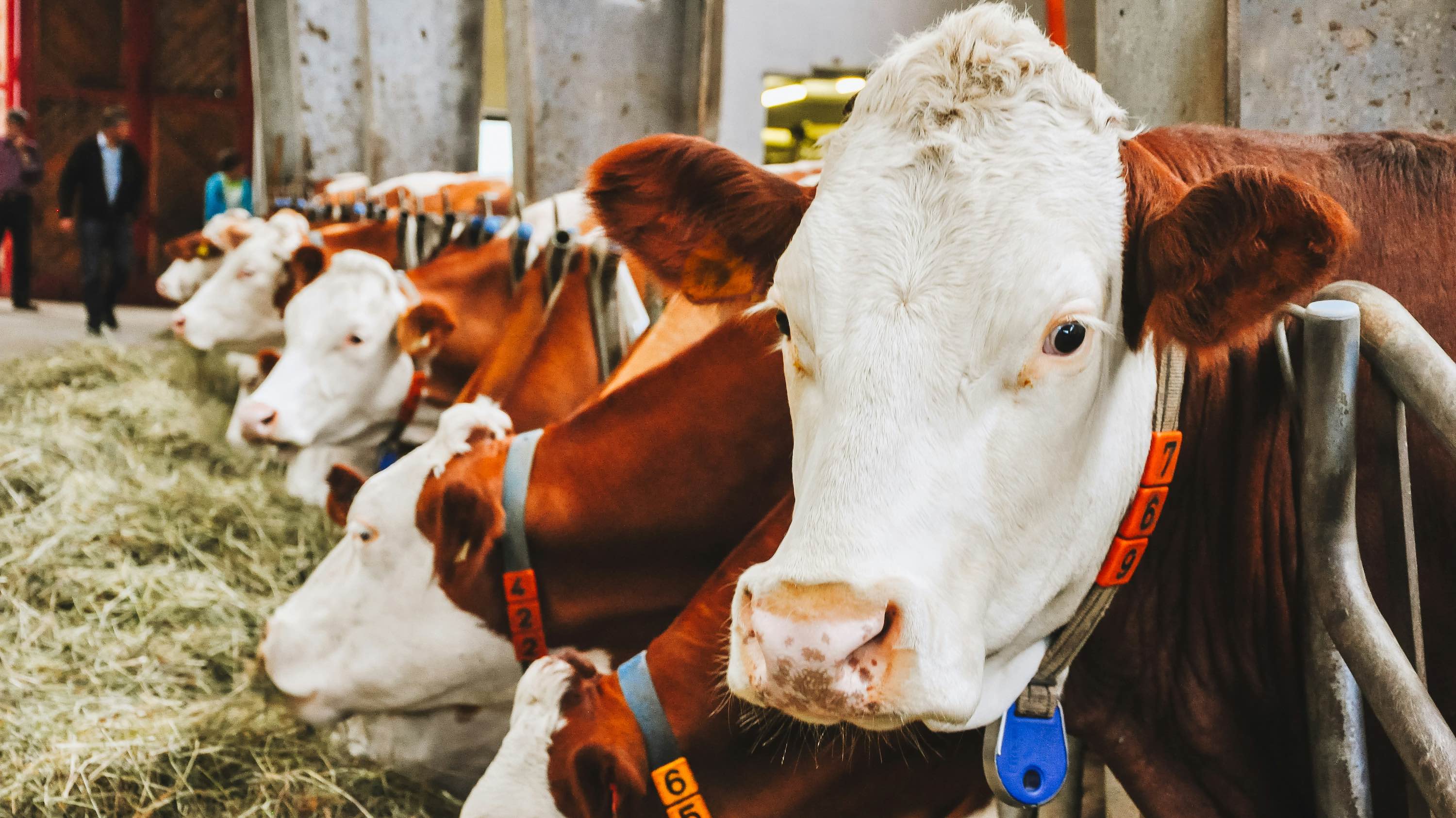 ¿Cómo la carne y la leche están calentando al planeta? | Alianza ...